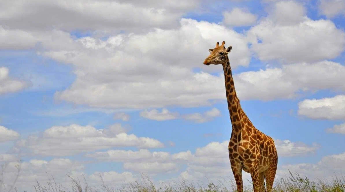 How Long is 20 Feet? 11+ Things That Are 20 Feet Long
