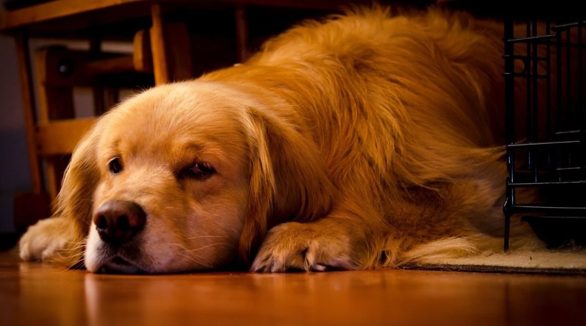 How Big Is 2 Feet? 17+ Common Things That Are 2 Feet Long