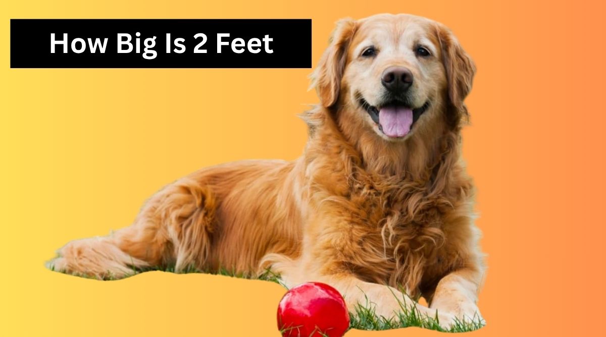 How Big Is 2 Feet? 17+ Common Things That Are 2 Feet Long