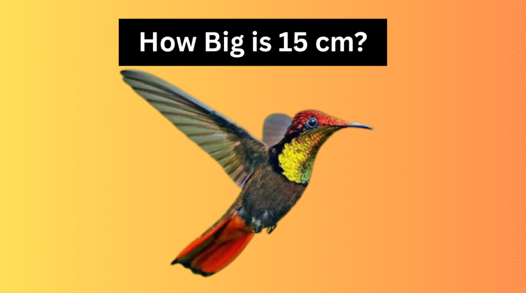 How Big is 15 cm? 15+Things That Are 15 Centimeters Long